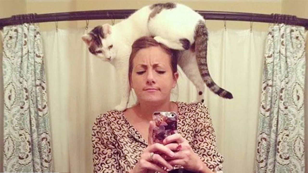 Cats being cats: Funny and adorable antics