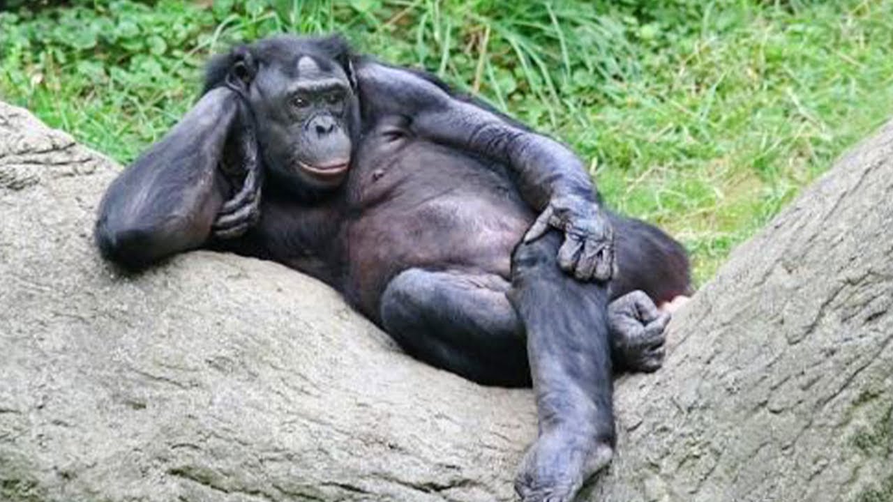 Funny Animal Clips That Will Brighten Your Day Instantly