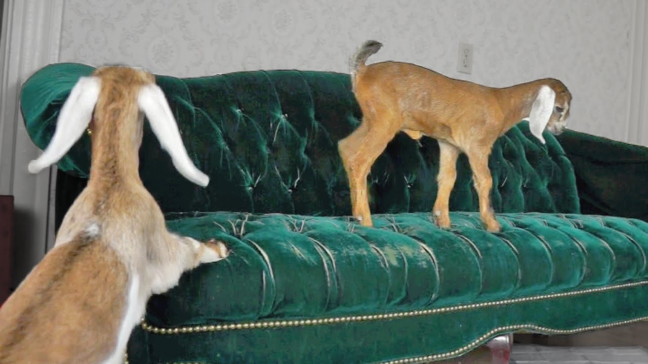 Goats Jump on Couch, Then Decide It’s a Snack