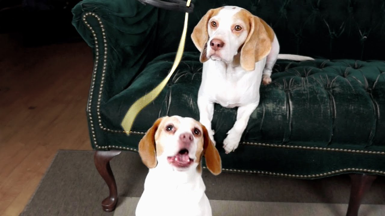 Pasta night turns into total chaos for two dogs