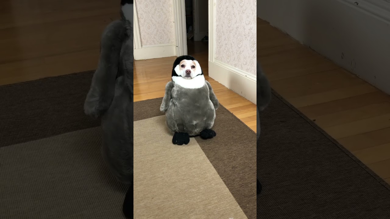 Penguin Dogs Meme Prank Compilation