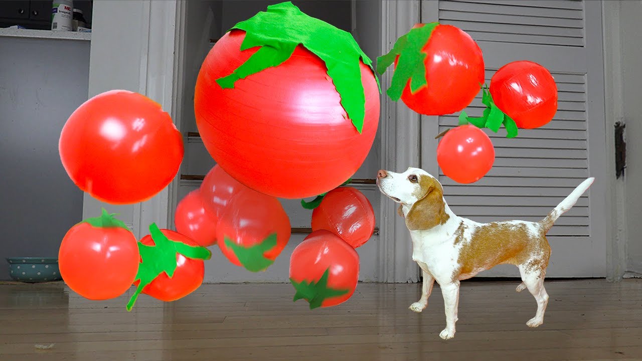 Dog fights giant tomato in epic backyard battle