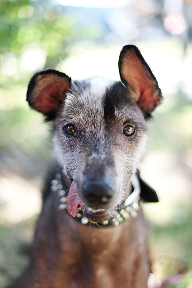 The world's ugliest (but coolest) dogs
