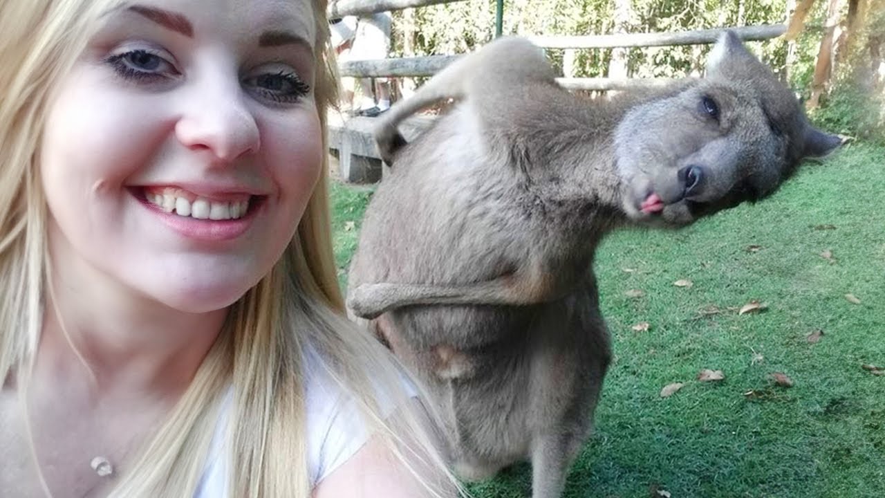 Funny Animal Videos That Will Make You Laugh