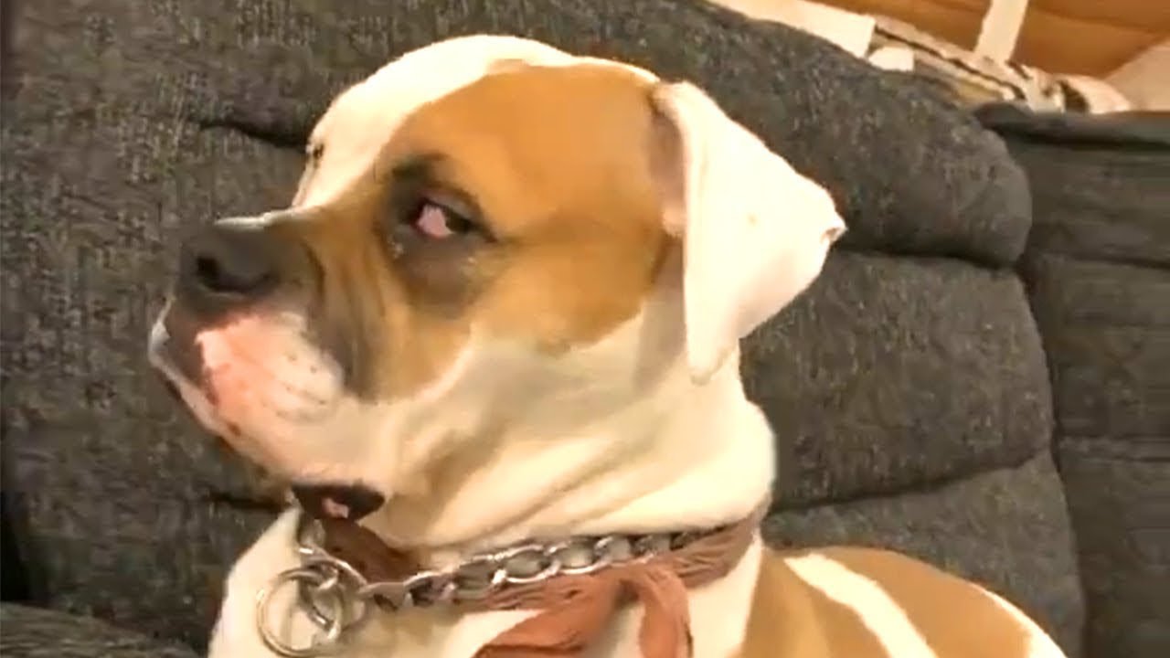 Funniest Dogs That Will Have You Crying From Laughter