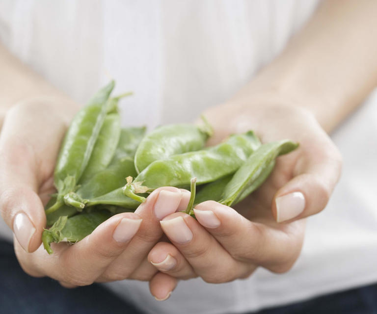 How and when to harvest snap peas for young, tender, and sweet pods