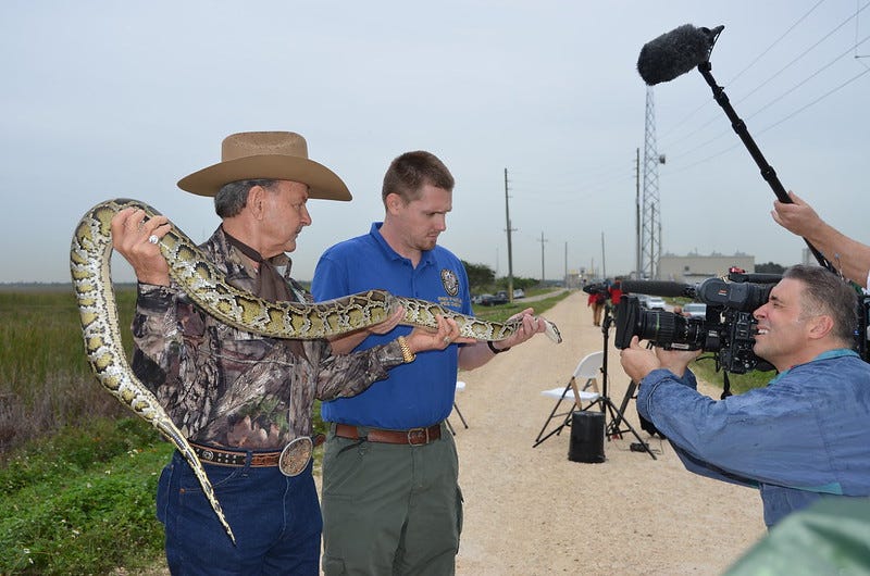 Florida Python Challenge 2025 is set: When is it, where is it, prize ...