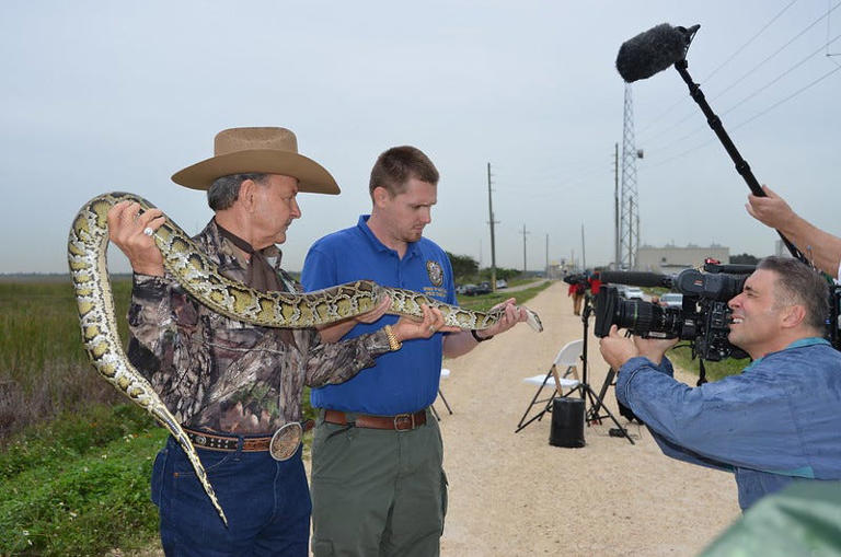 Florida Python Challenge 2025 is set: When is it, where is it, prize ...