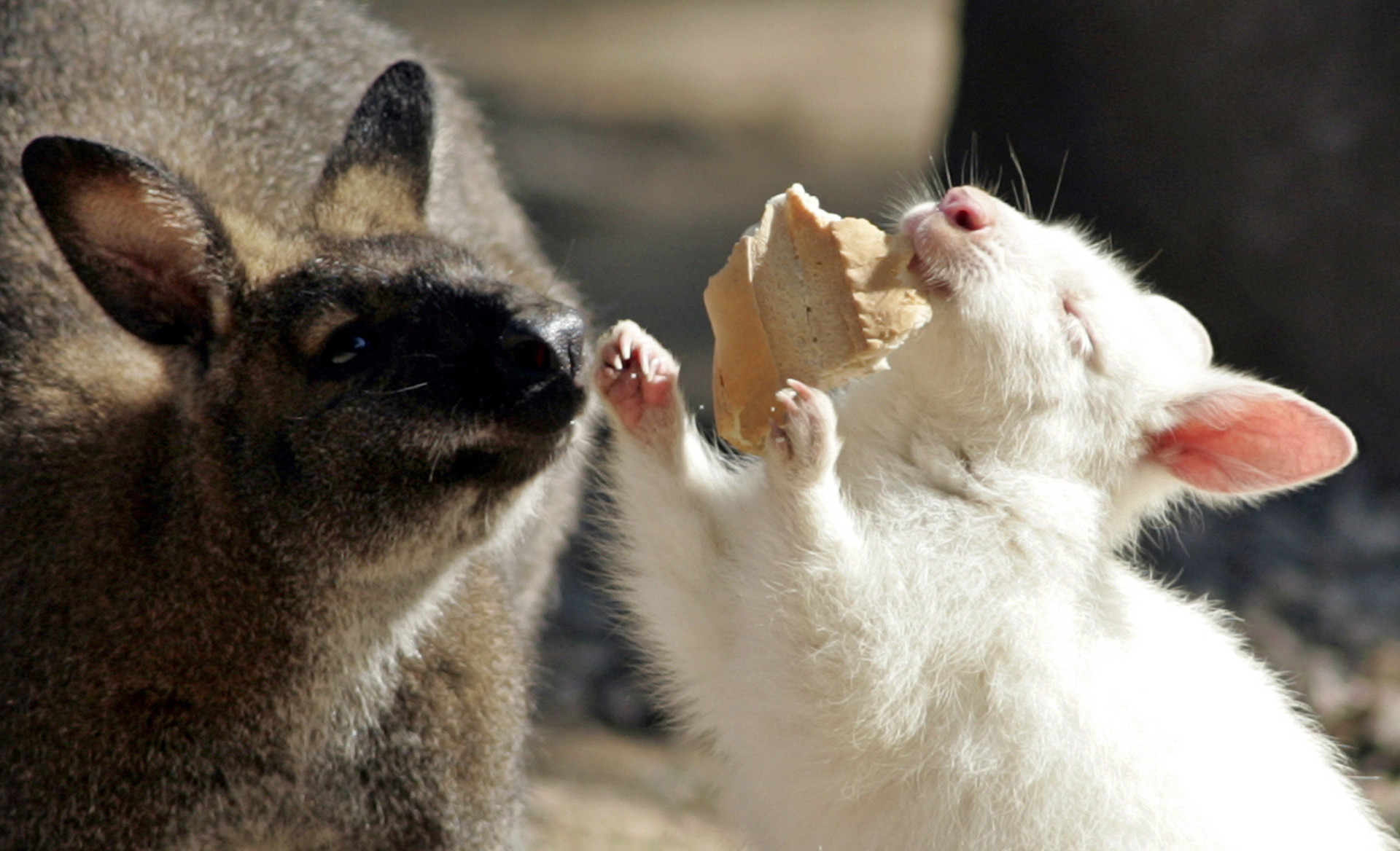 Take a look at these beautiful albino animals!