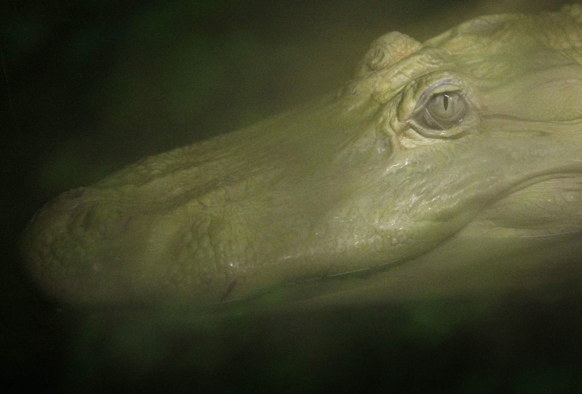 Take a look at these beautiful albino animals!