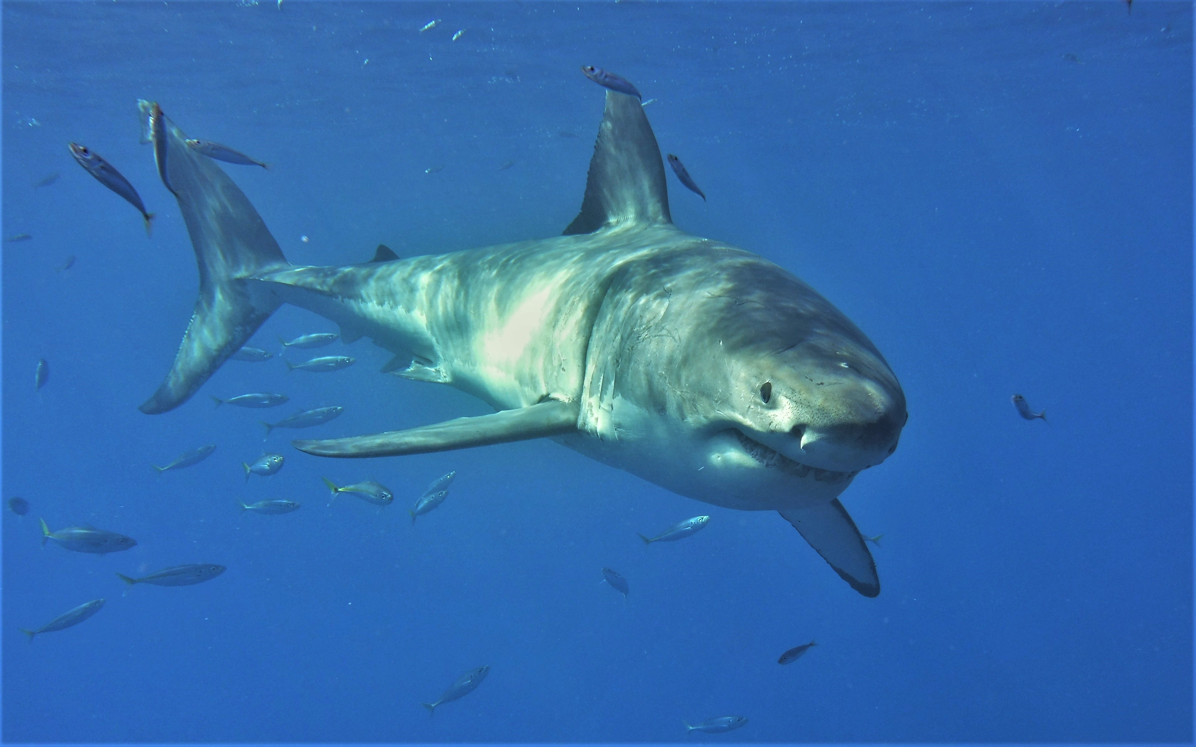 Shark bites were unusually low in 2024; here are tips to avoid getting ...