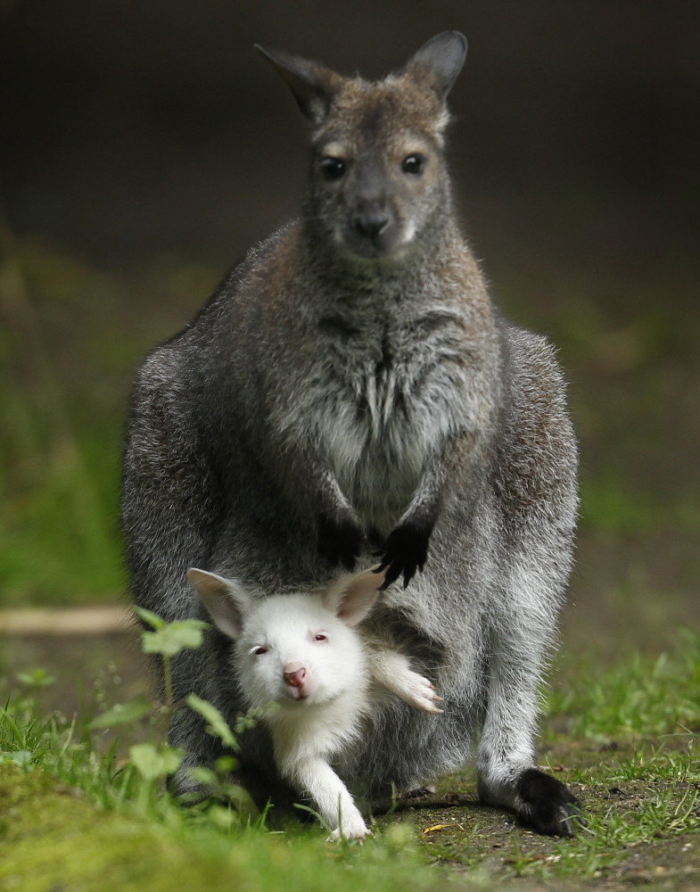 Take a look at these beautiful albino animals!