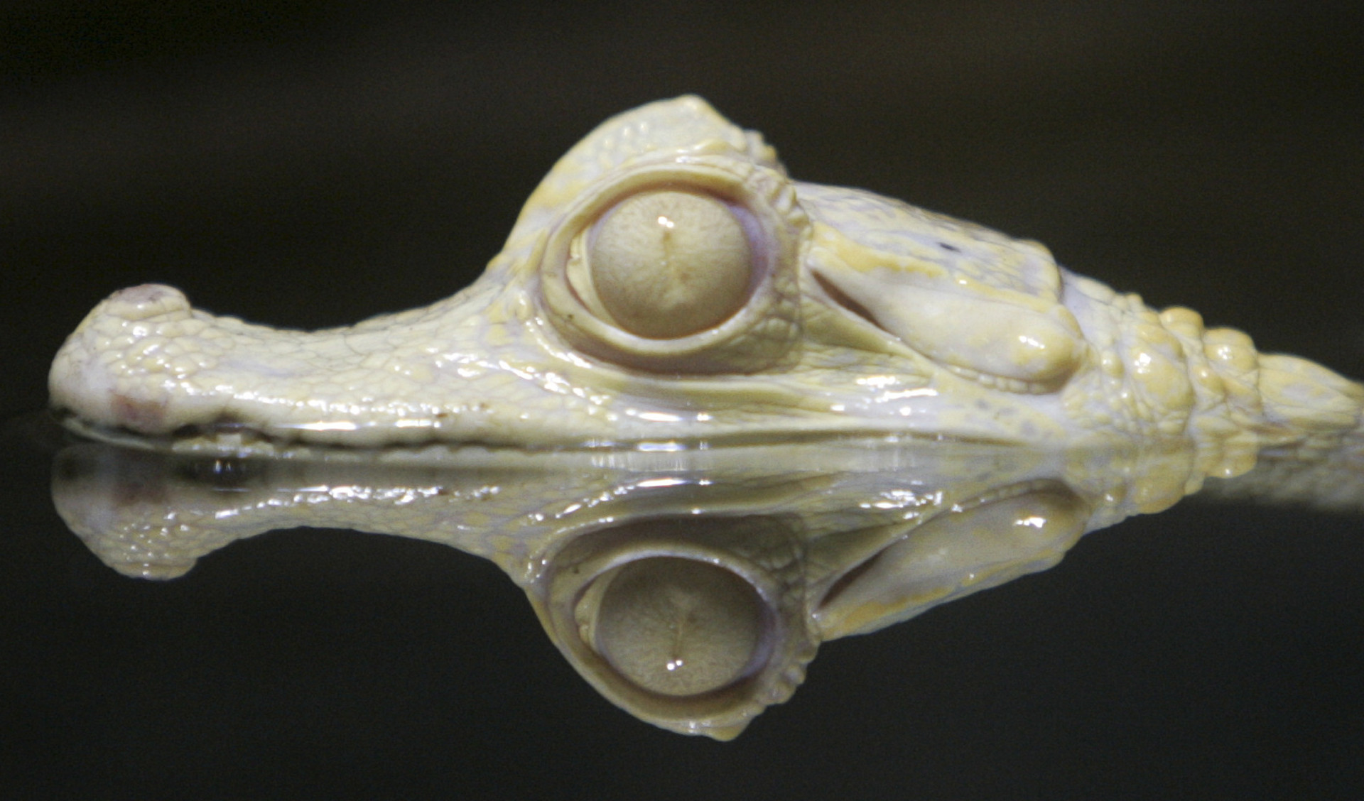 Take a look at these beautiful albino animals!