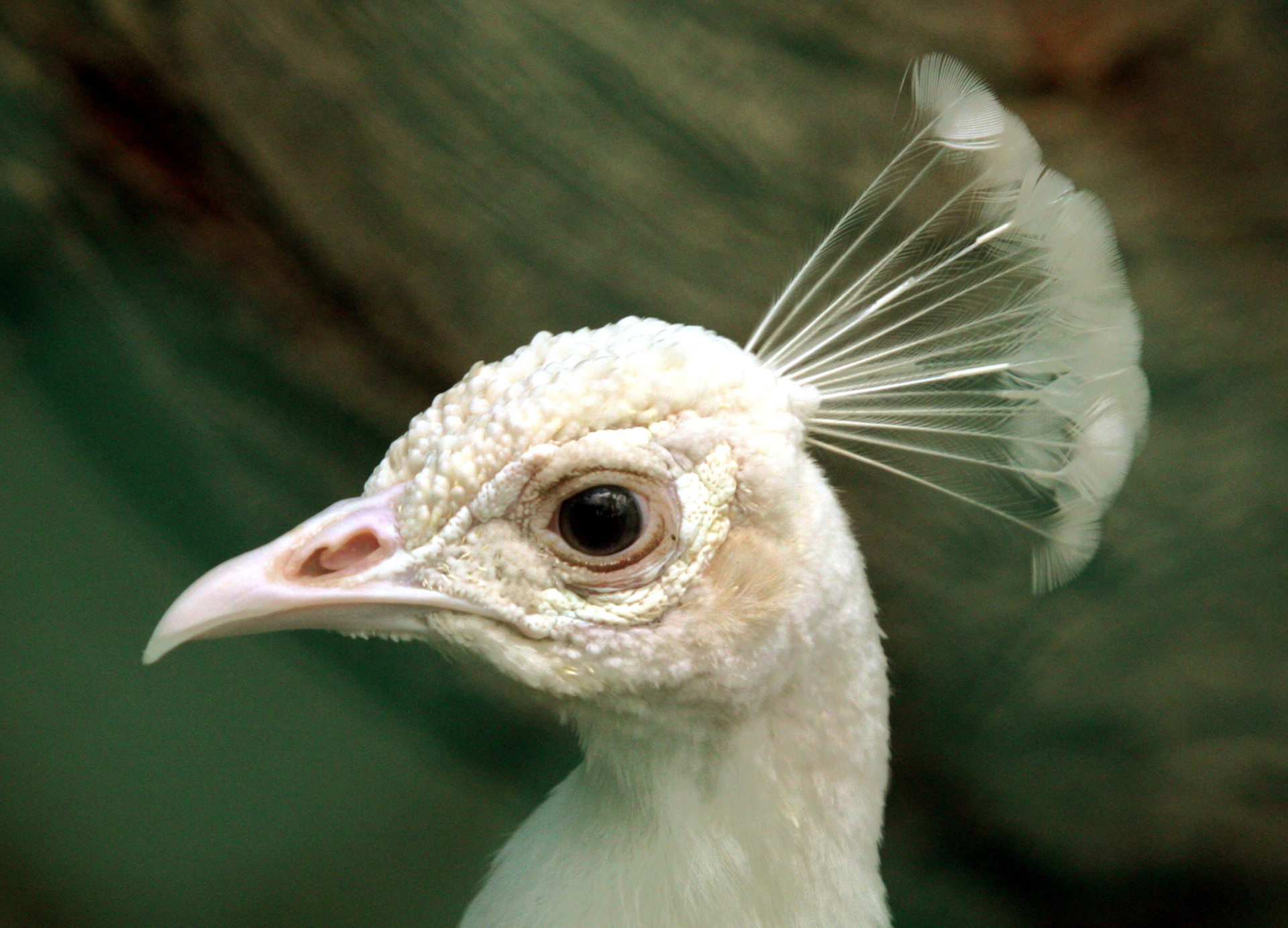 Take a look at these beautiful albino animals!