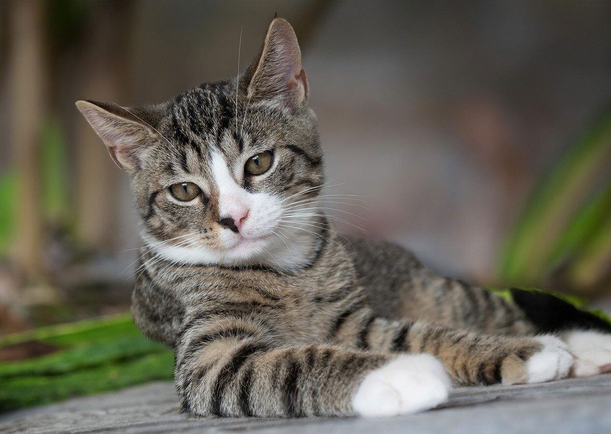 Cat communication: Why is my cat ignoring commands? Cat communication: Why is my cat ignoring commands?