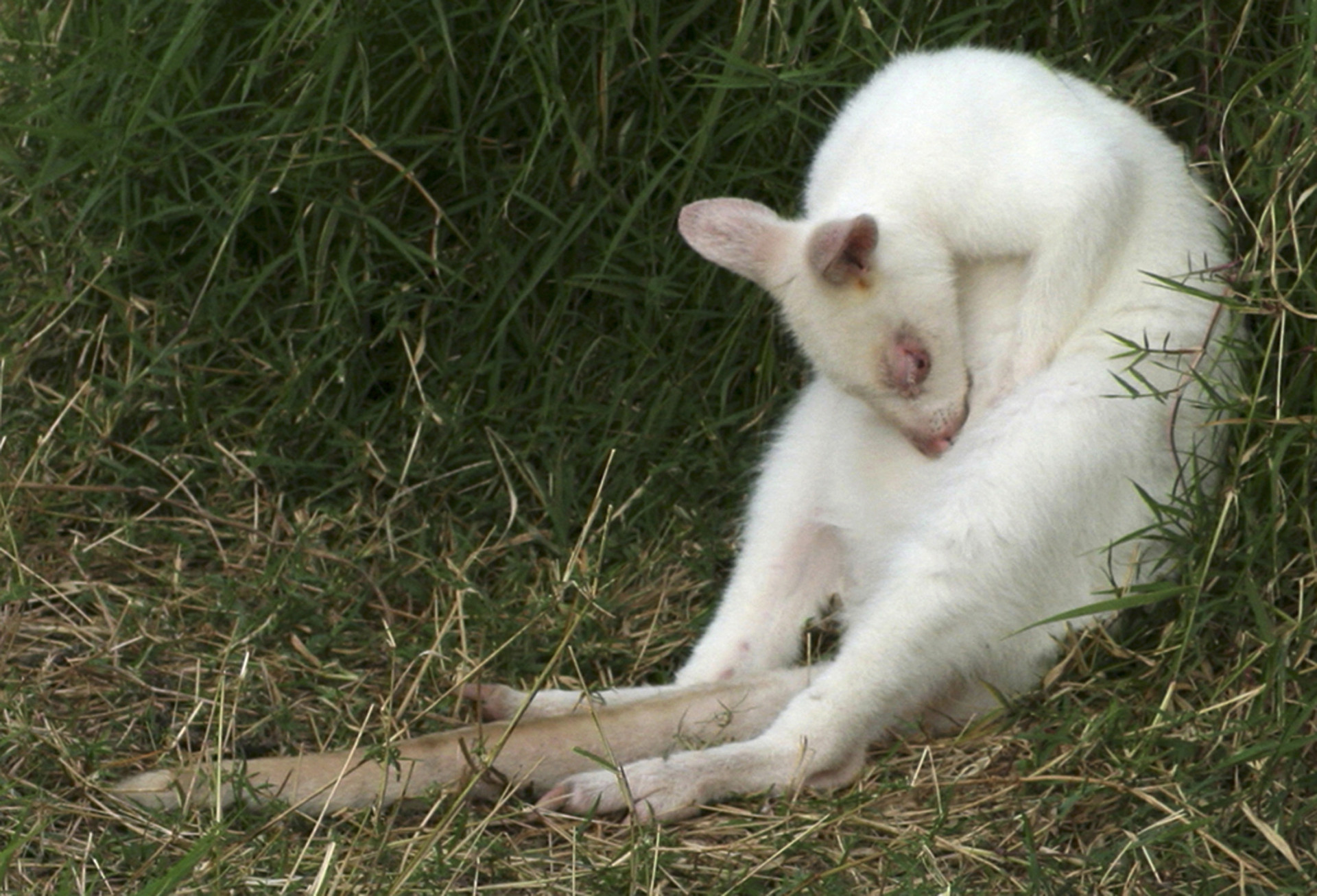 Take a look at these beautiful albino animals!