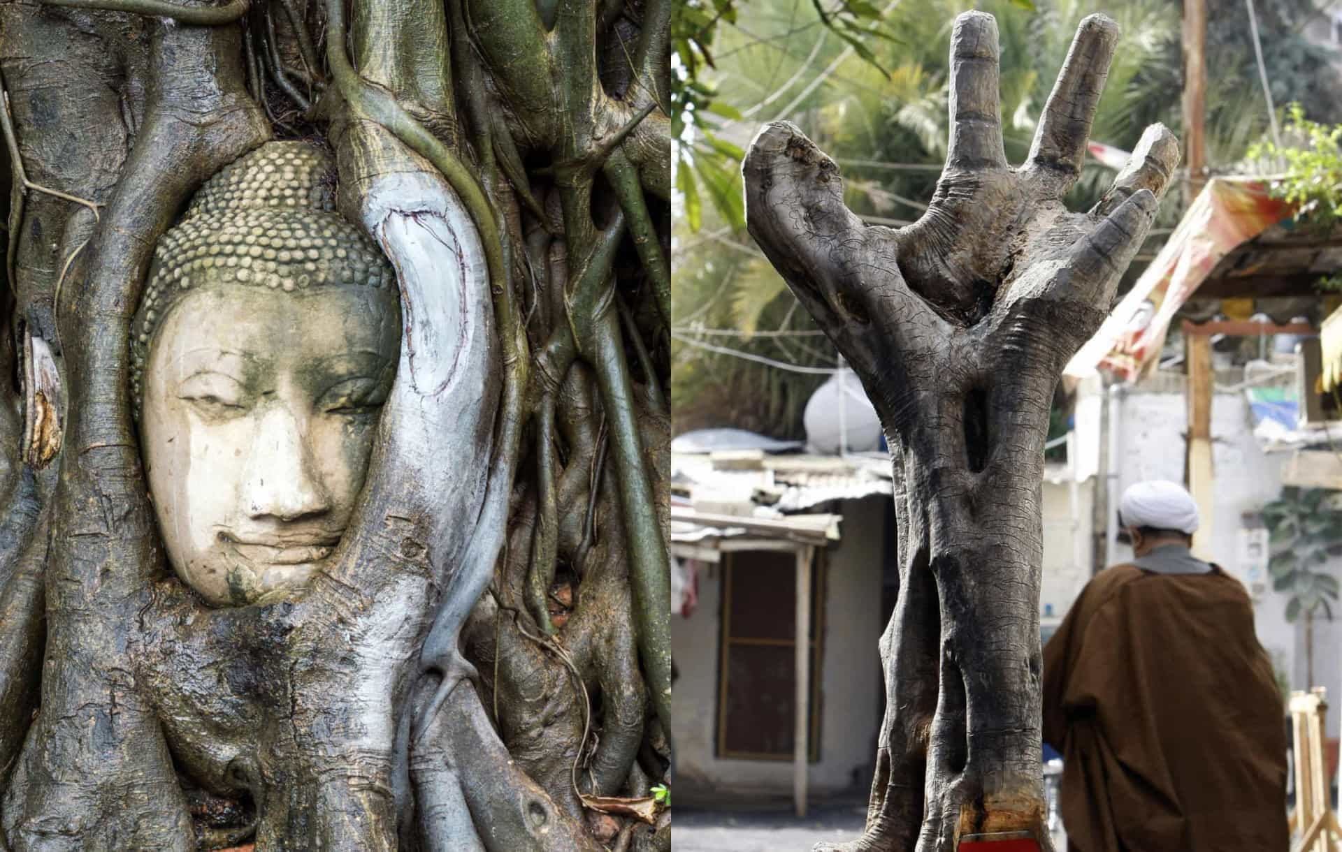 Insolite : les arbres et leurs mystères
