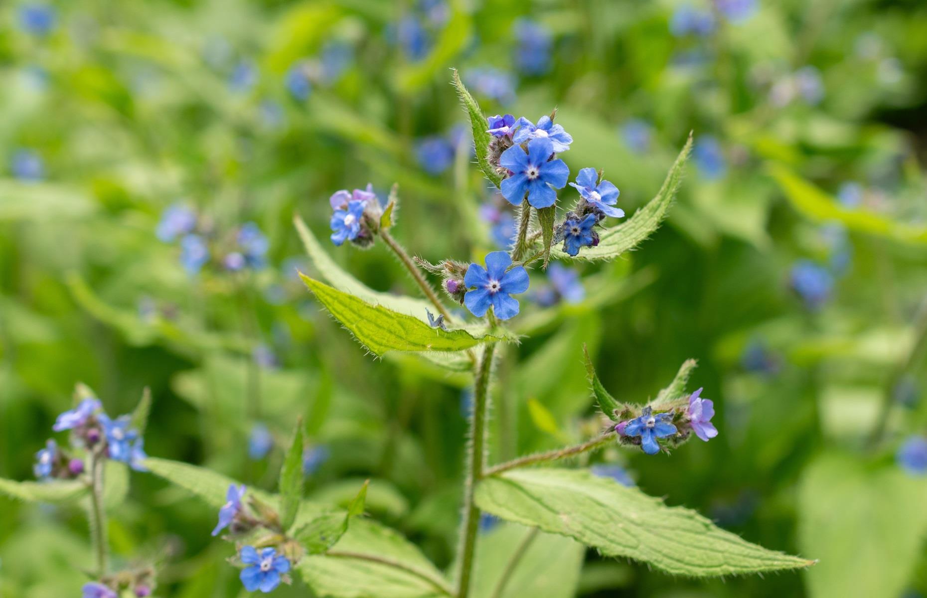 16 plants to avoid, and how to get rid of them