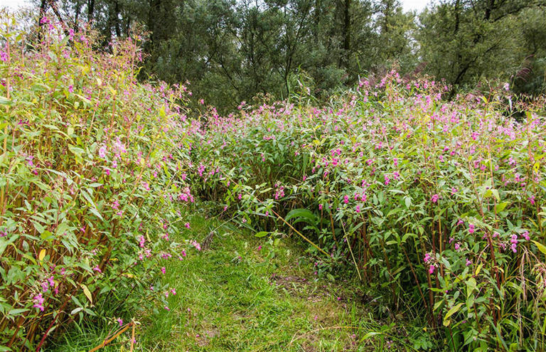 16 problem plants you should avoid