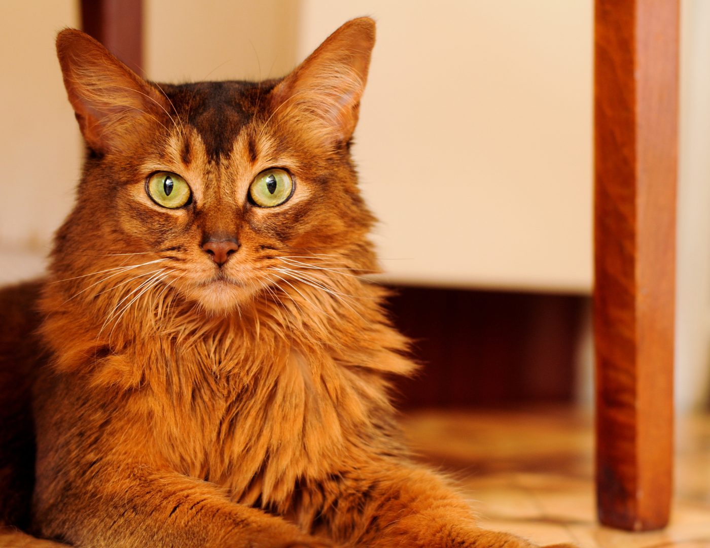 10 Unspoken Cat Laws That Rule Your Home