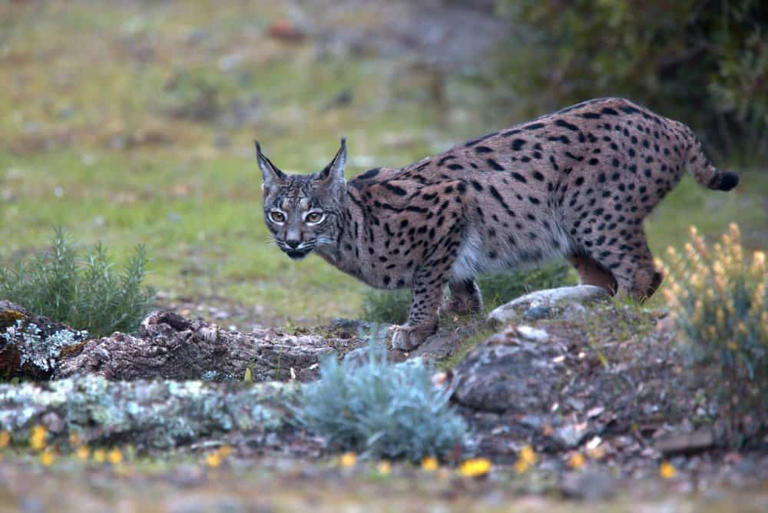 Exploring the Fascinating World of Lynx Cats: Evolution ...