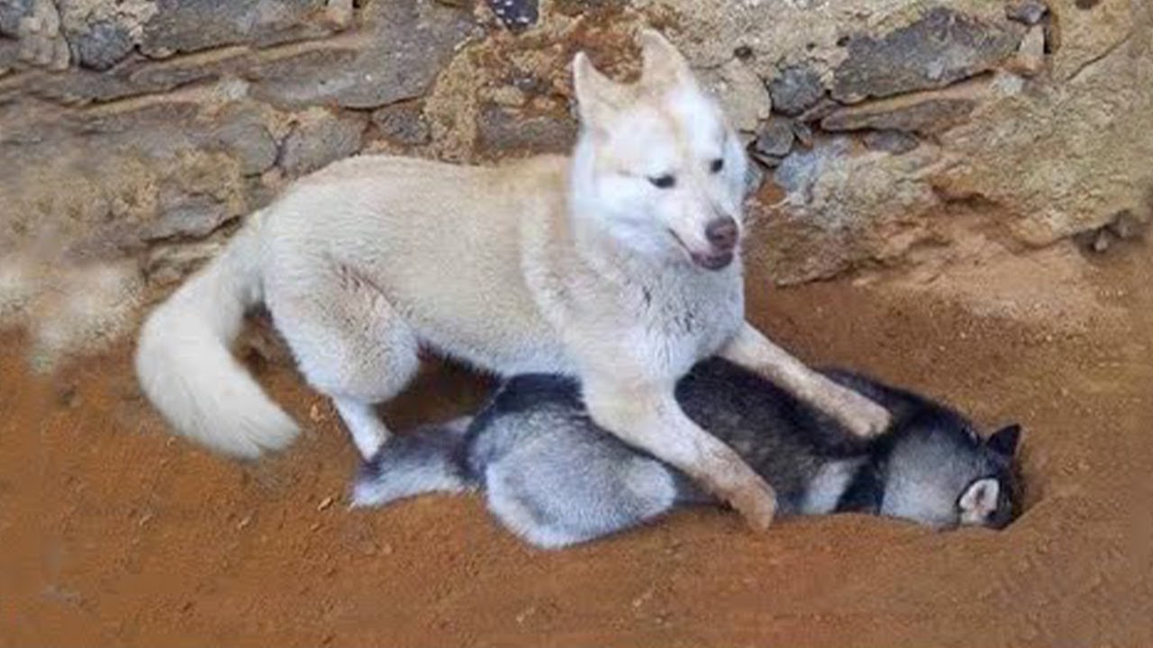 You've never seen a husky like this