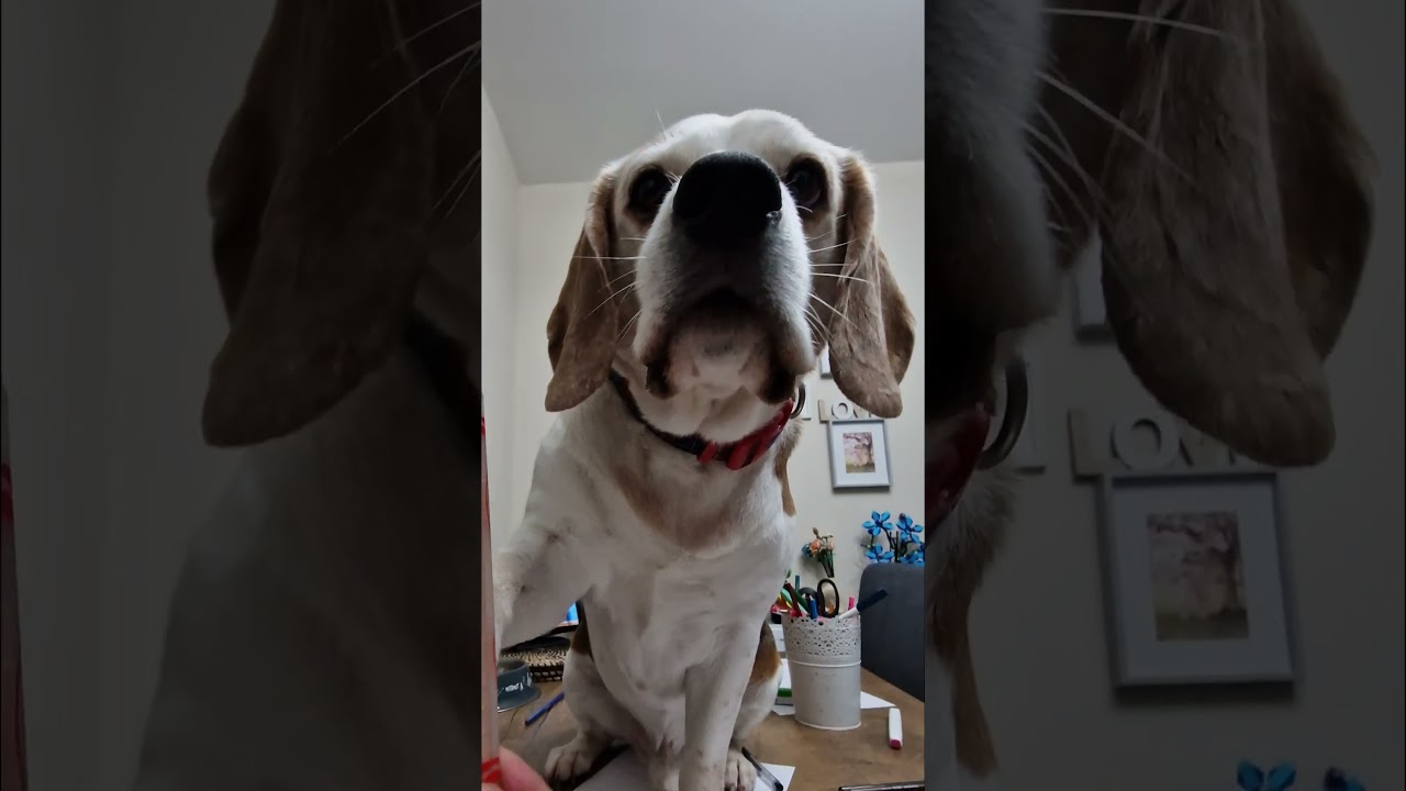 Beagle shows off his sarcastic sense of humor