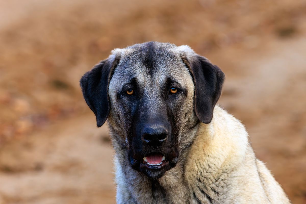 23 Most Loyal Guard Dog Breeds to Consider Adding to Your Family