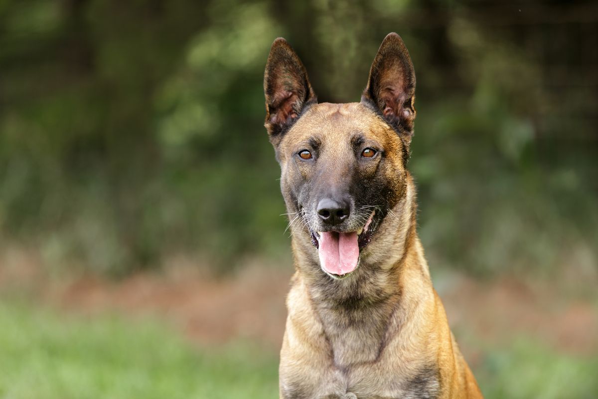 Which dog breeds are the smartest? Find out here