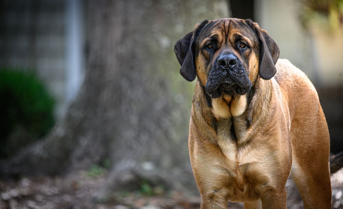 23 Best Guard Dog Breeds to Consider Adding to Your Family