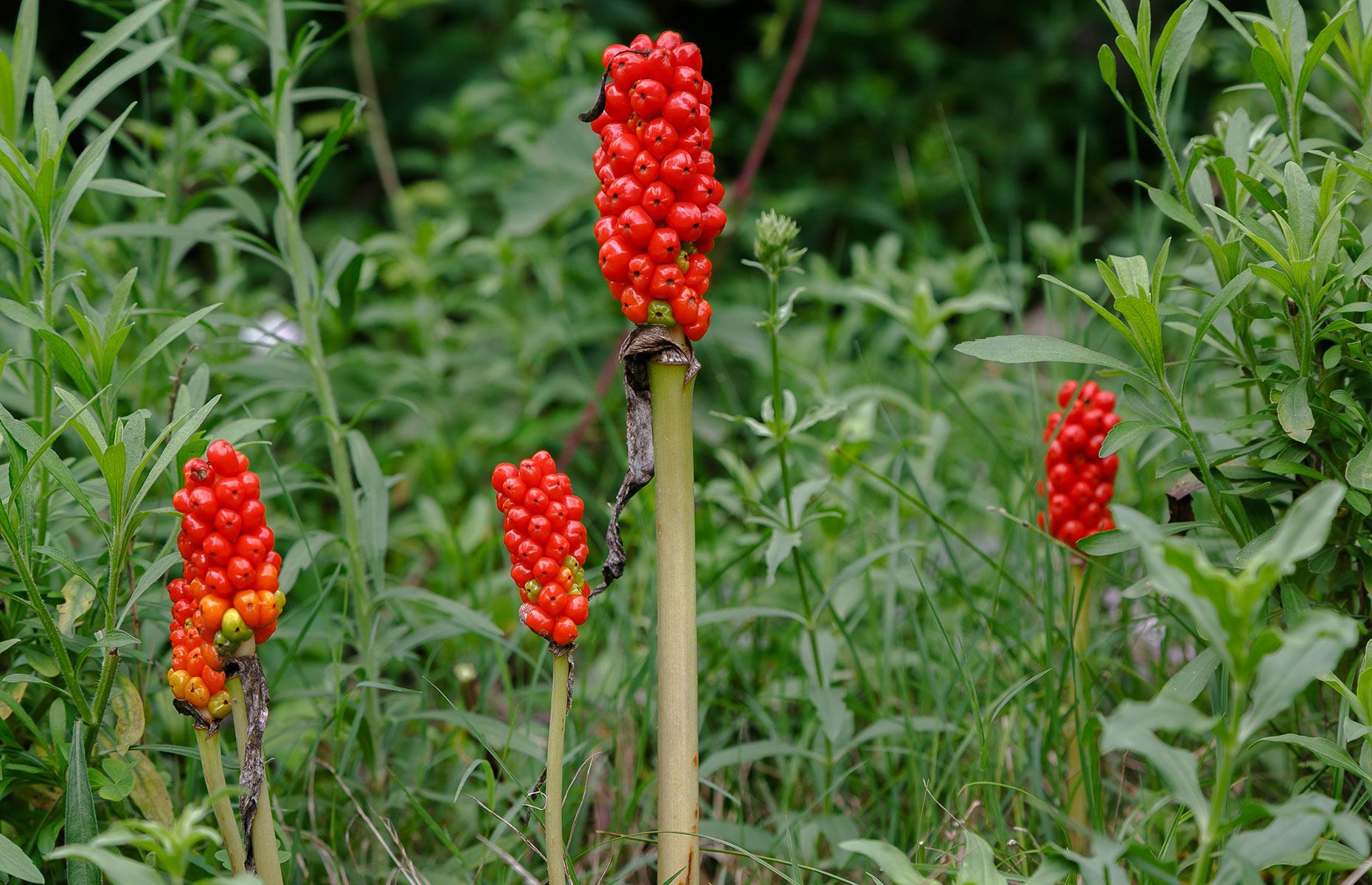 16 garden plants that could be bad for your house – and your health