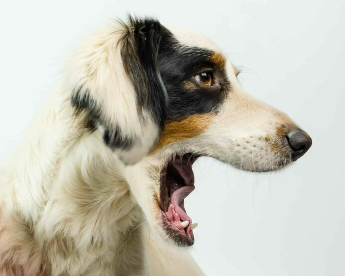 What do dog growls mean? Understand your dog's warning signals