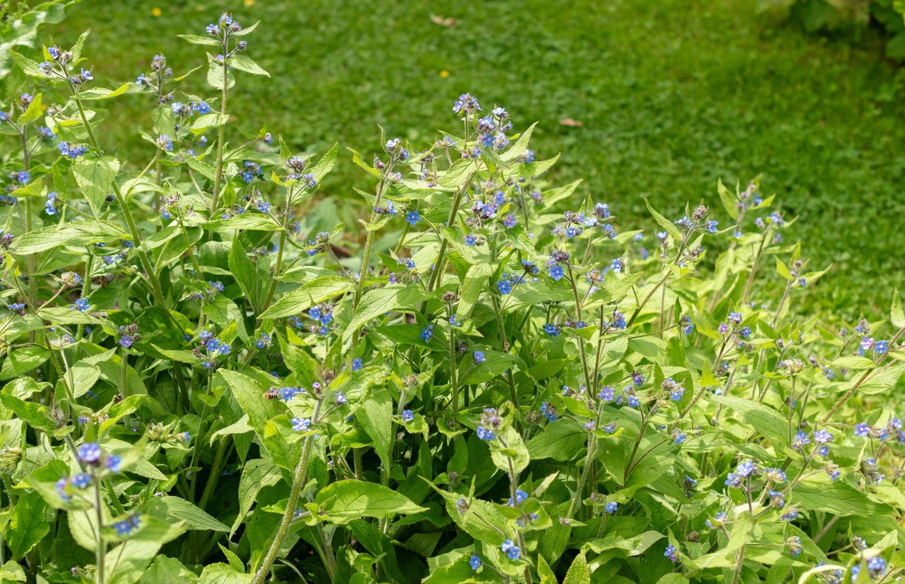 16 garden plants that could be bad for your house – and your health