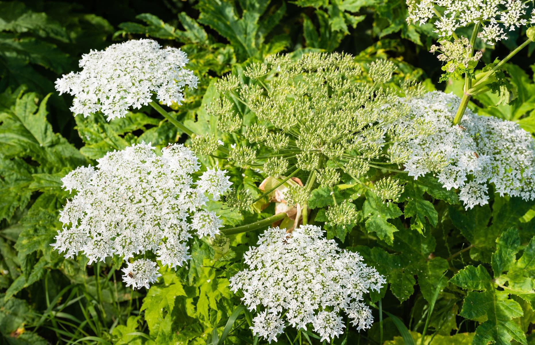 16 problematic plants you should never grow in your garden