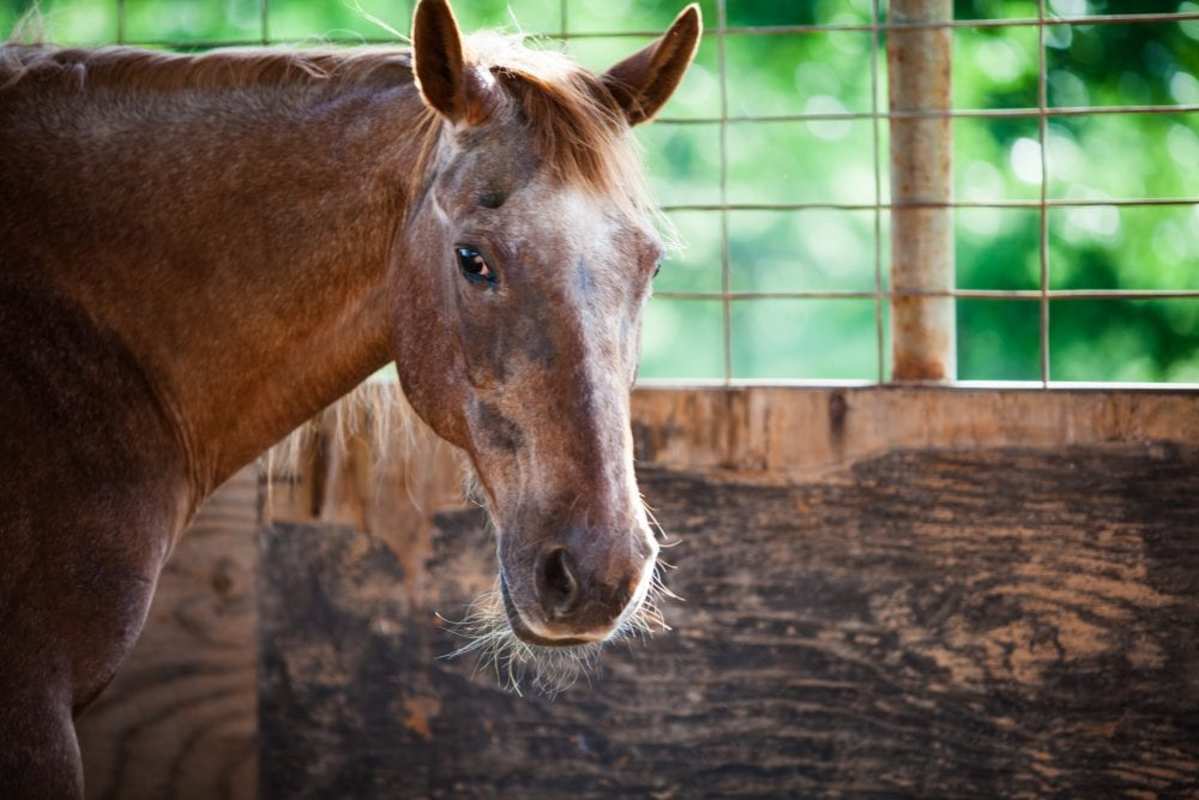 Report: Some Horse Rescues Were Over 100 Percent Capacity In 2023; Half ...