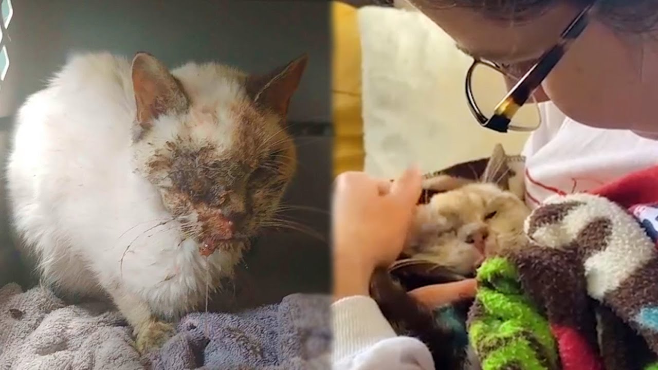 An old cat’s journey to finally finding love