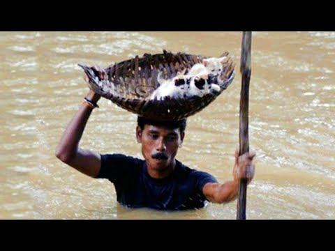 Kind acts captured as animals ask humans for help