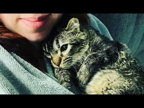 The deformed kitten no one wanted—woman raises him with love