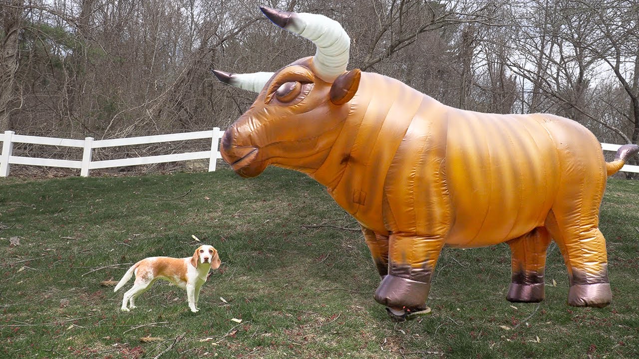 Wild compilation shows pets vs giant backyard objects