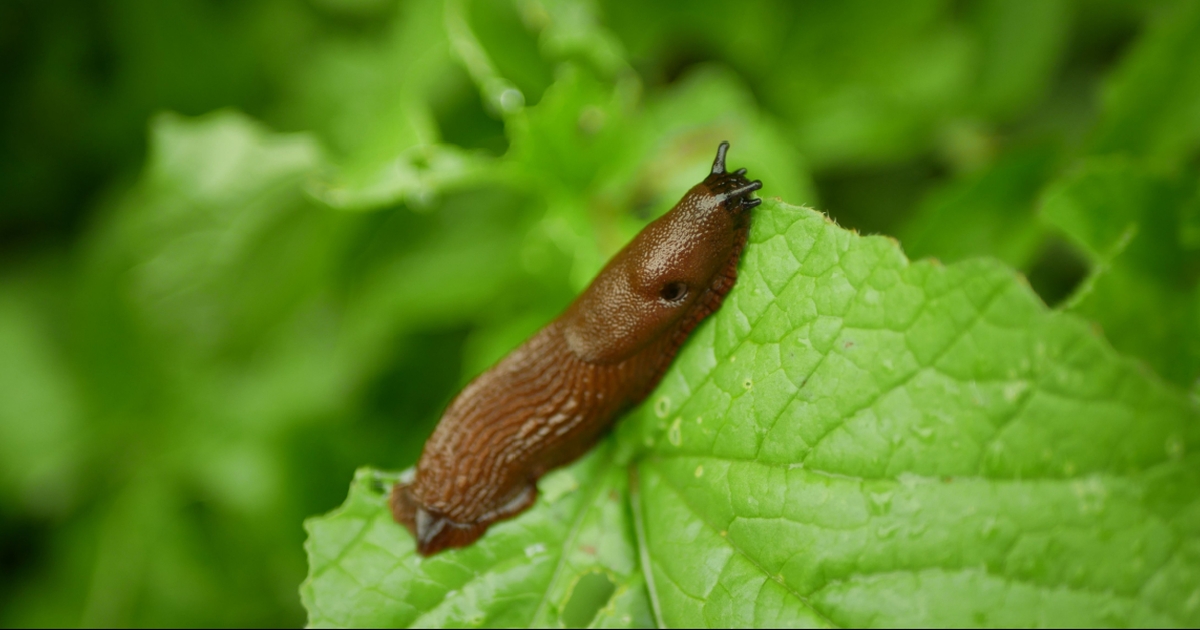 Miljøstyrelsen slår fast: Sådan må du ikke bekæmpe dræbersnegle