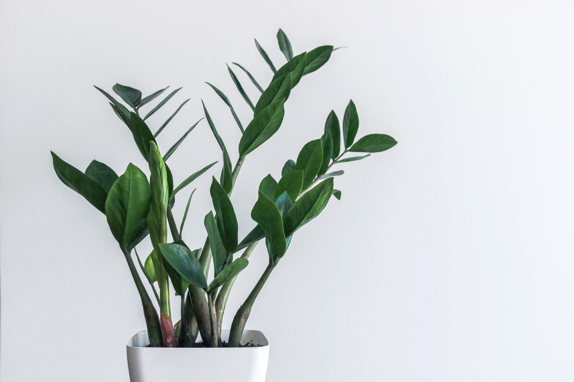 The best indoor plants for your apartment