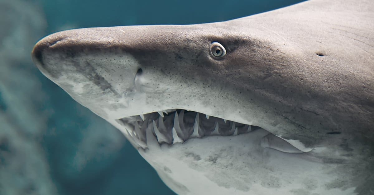 6 Shark Species That Lurk in Freshwater