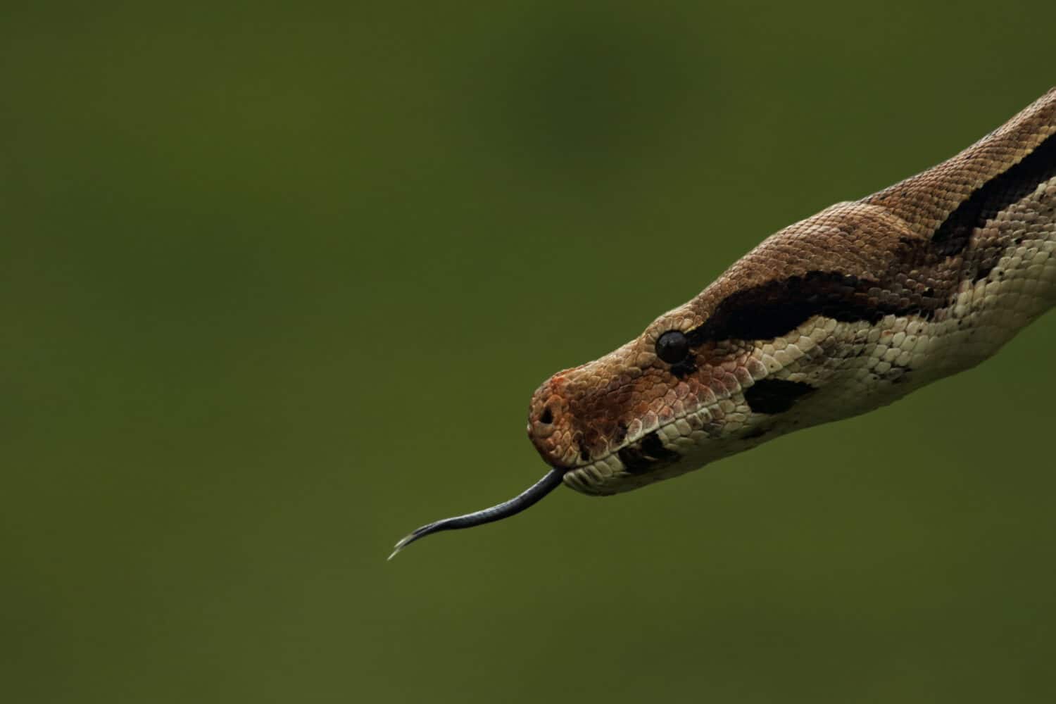 30-Feet Long Snakes Poised to Invade the United States