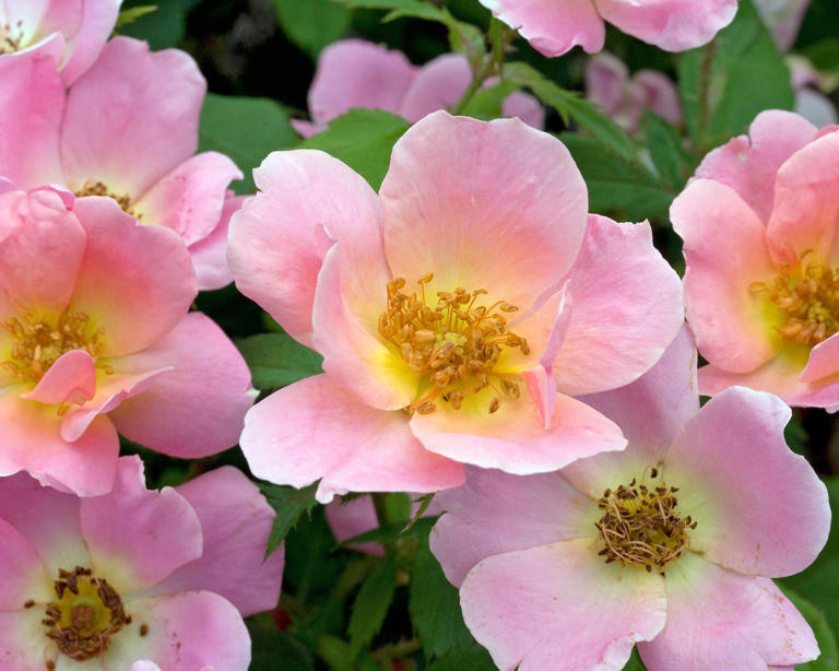 When To Prune Roses: The Best Timing For Every Variety