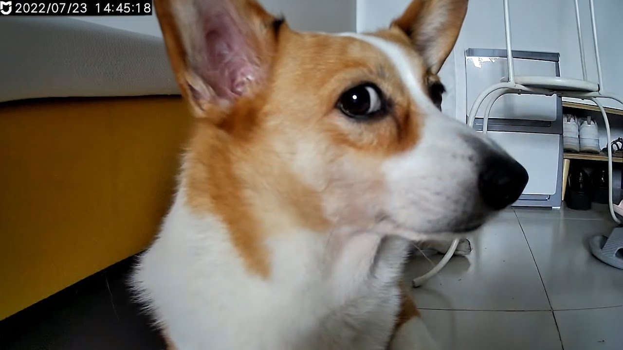 Funniest Dogs Caught on Camera in Best Clips Ever