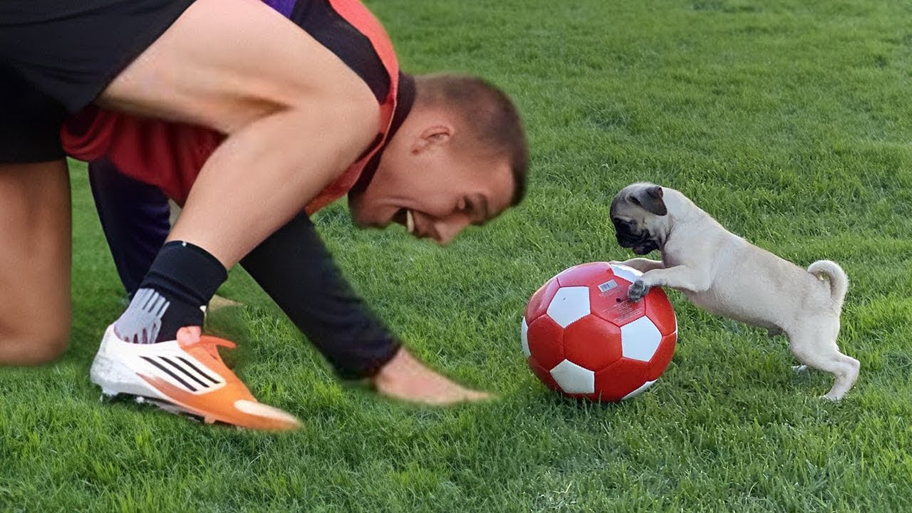 Dogs better at sports than their humans