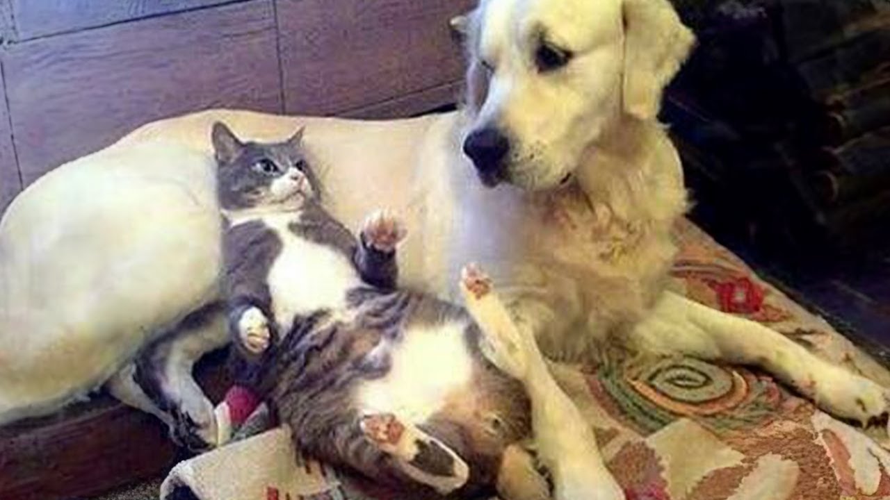 Must-See Best of Week: Funniest Cats and Dogs Ever