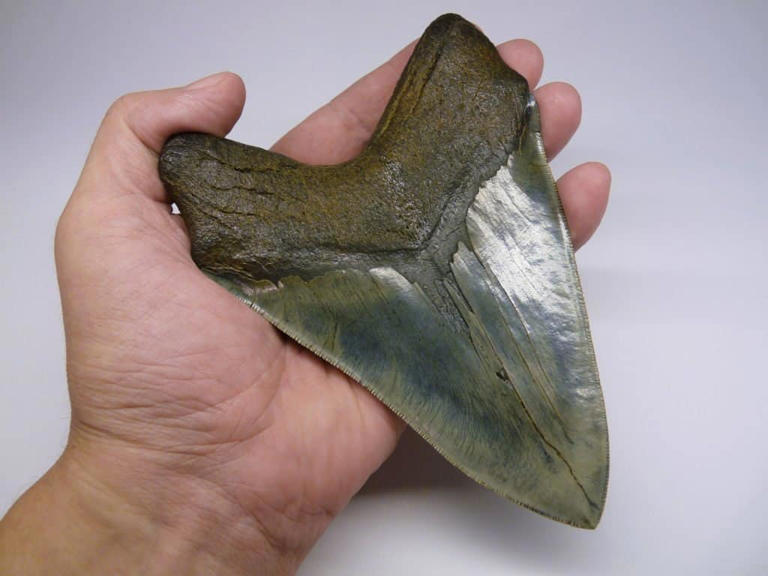 Before megalodon, this monstrous shark terrorized the waters of ...