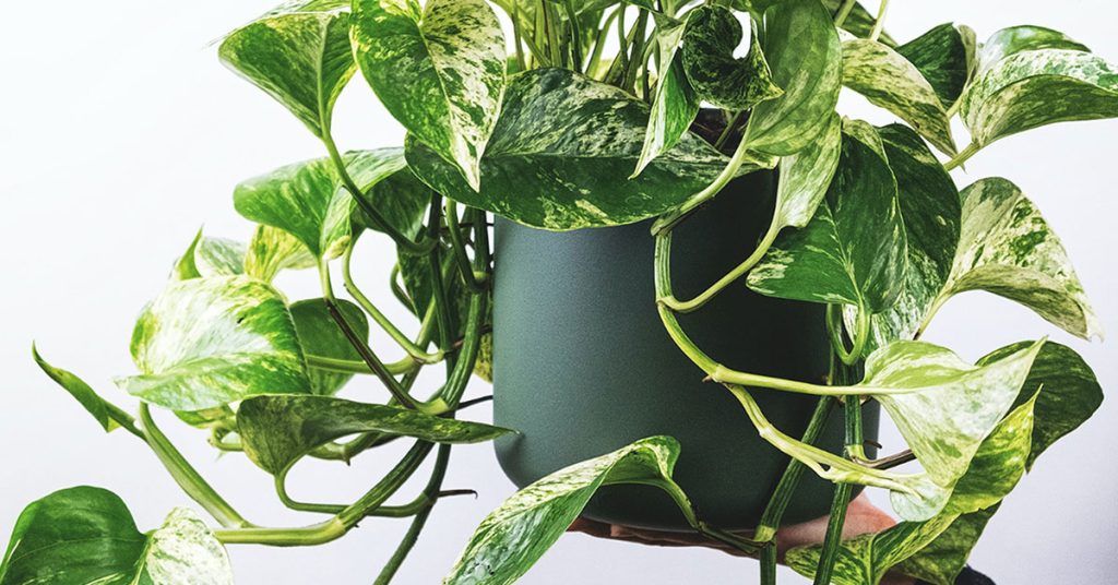 10 Pothos Plants You Should Have For A Beautiful Jungle House