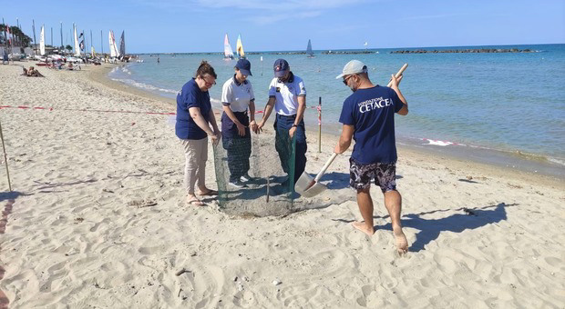 Sorpresa a Cupra Marittima: la tartaruga Caretta Caretta depone le sue ... Sorpresa a Cupra Marittima: la tartaruga Caretta Caretta depone le sue ...